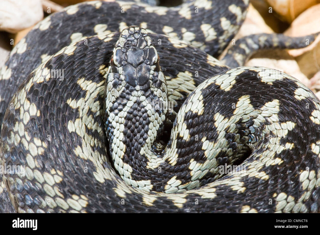Adder or Northern Viper (Vipera berus). Adult male. Showing 'zigzag ...