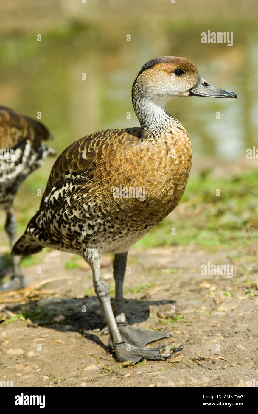 Black billed tree duck hi-res stock photography and images - Alamy