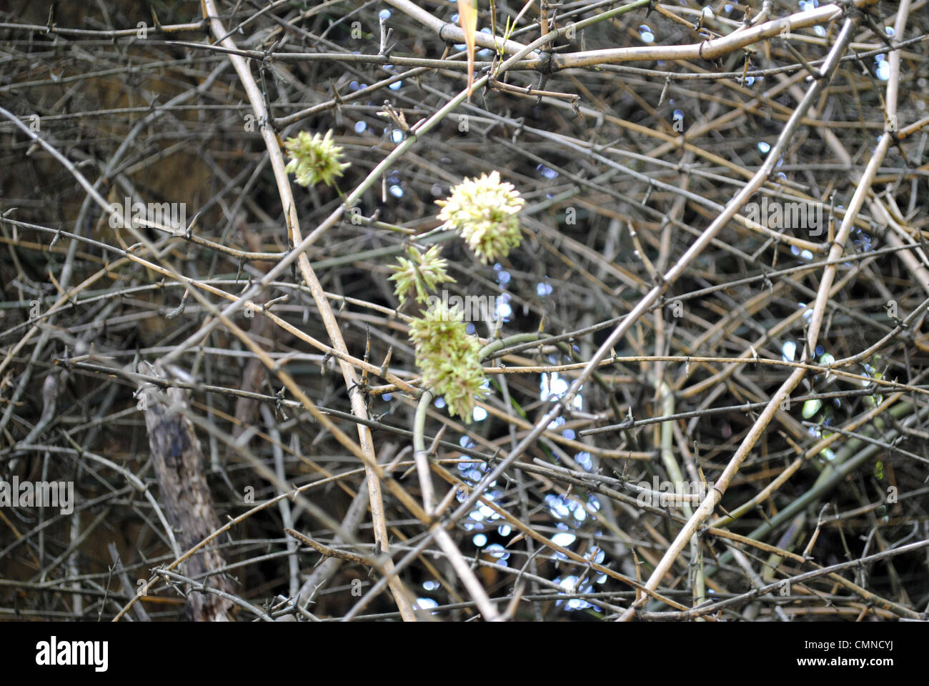 Bamboo flower hi-res stock photography and images - Alamy