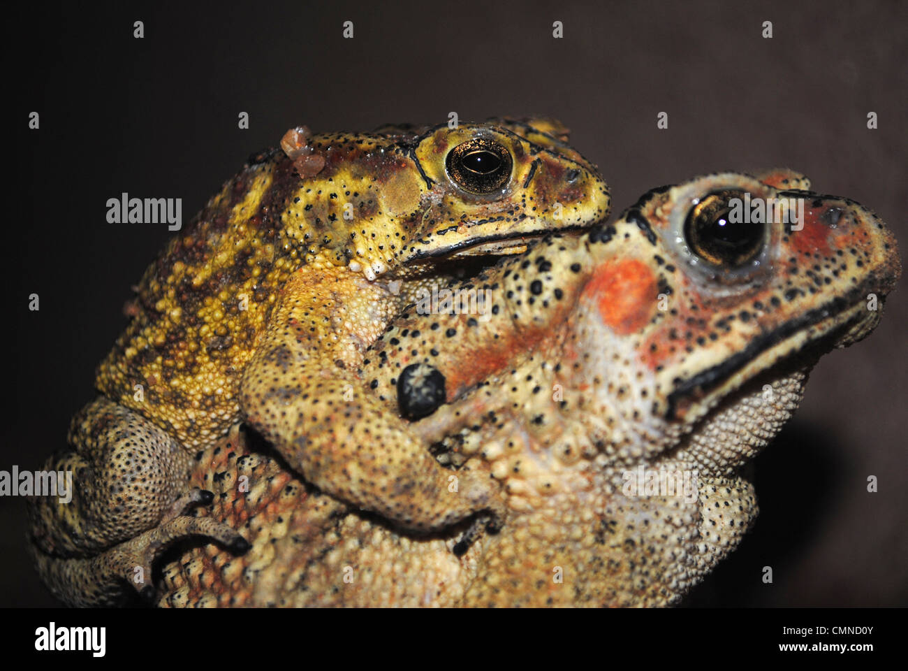 Amplexus, a behaviour by anurans where the male clings to the female to ...