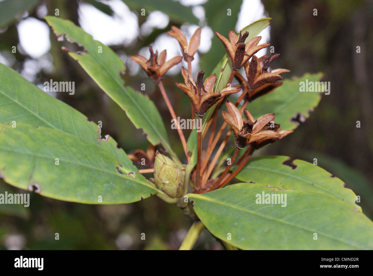 Dead Rhododendron flowers Stock Photo - Alamy