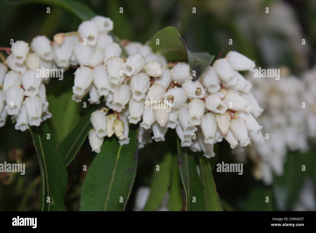 white flowers on a bush Stock Photo - Alamy