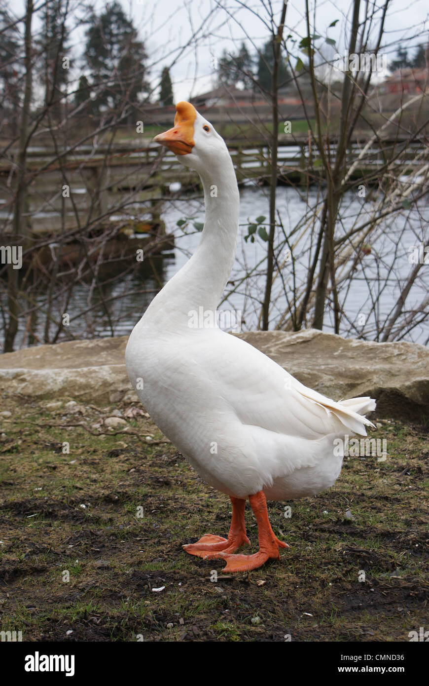 White goose hi-res stock photography and images - Alamy