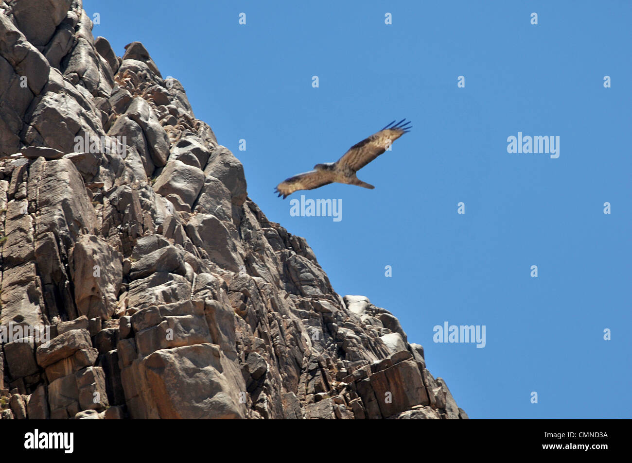 Bird of prey at a mountain top Stock Photo - Alamy