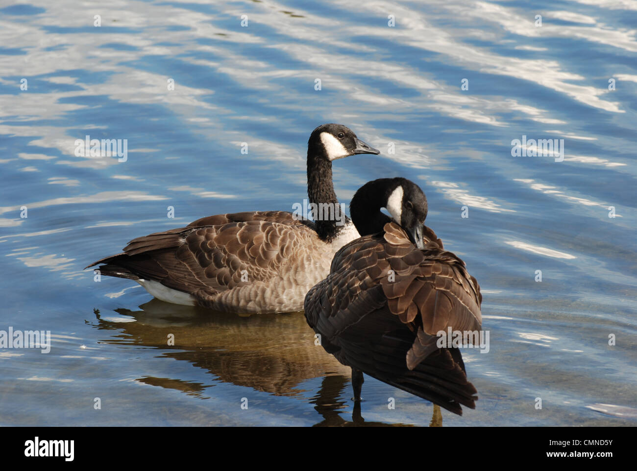 Close-up Canadian goose Stock Photo - Alamy