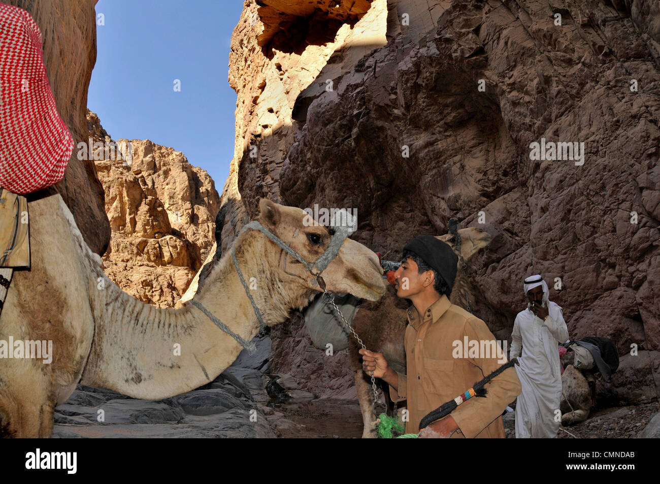 Camel and Bedouin handler in the Sinai desert Stock Photo - Alamy