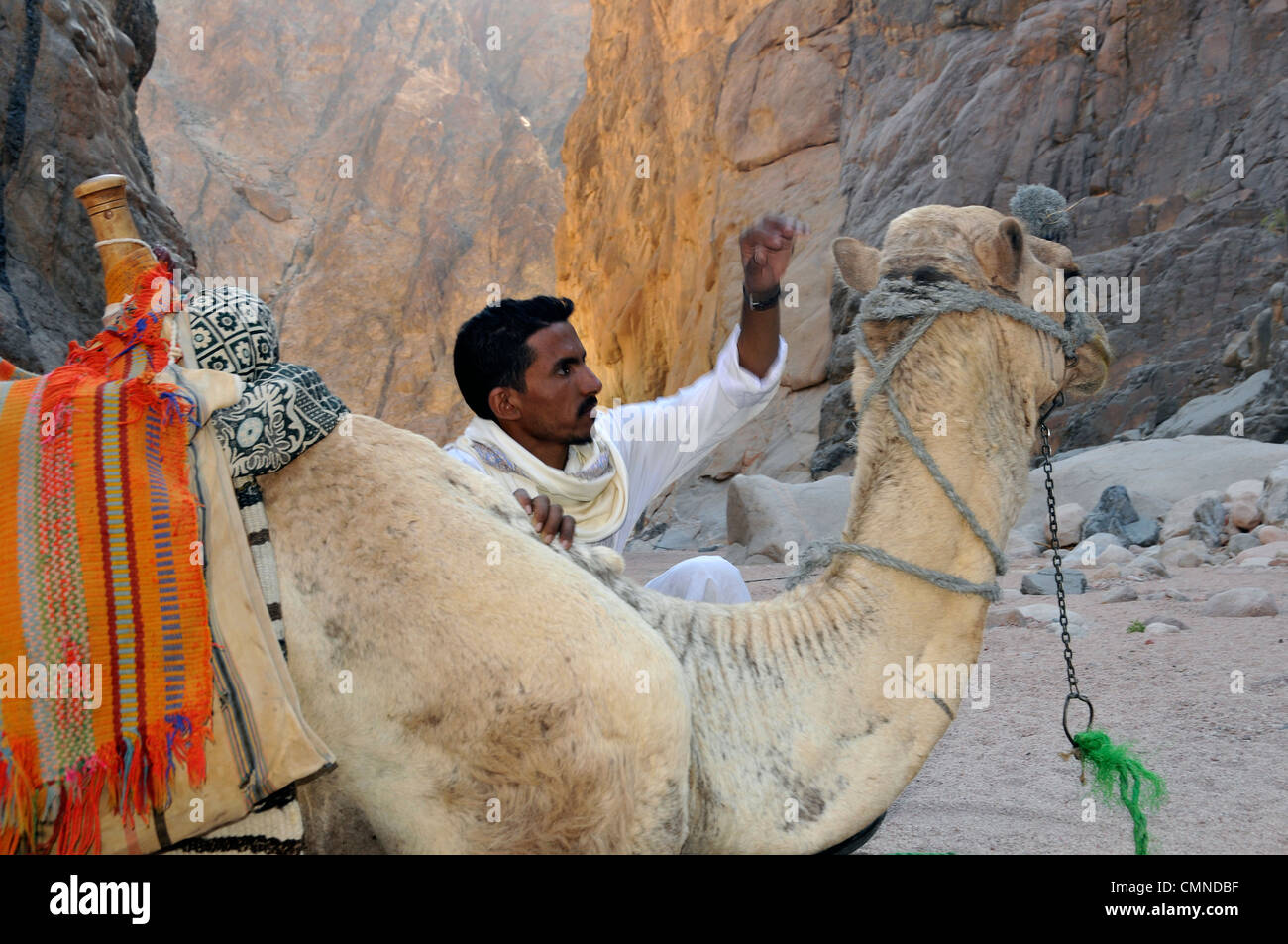 Camel and Bedouin handler in the Sinai desert Stock Photo - Alamy