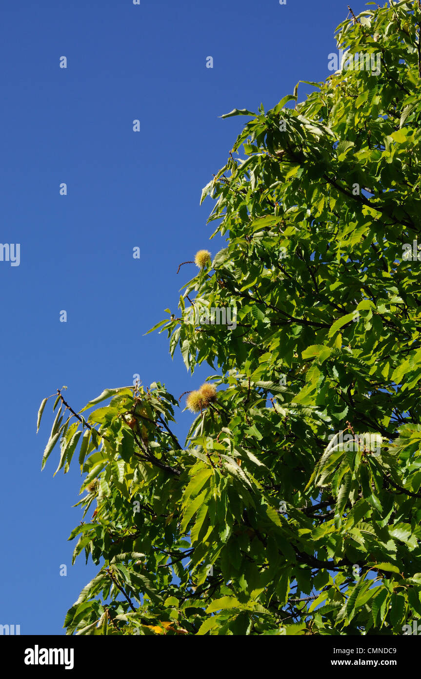 Spanish chestnuts tree hi-res stock photography and images - Alamy