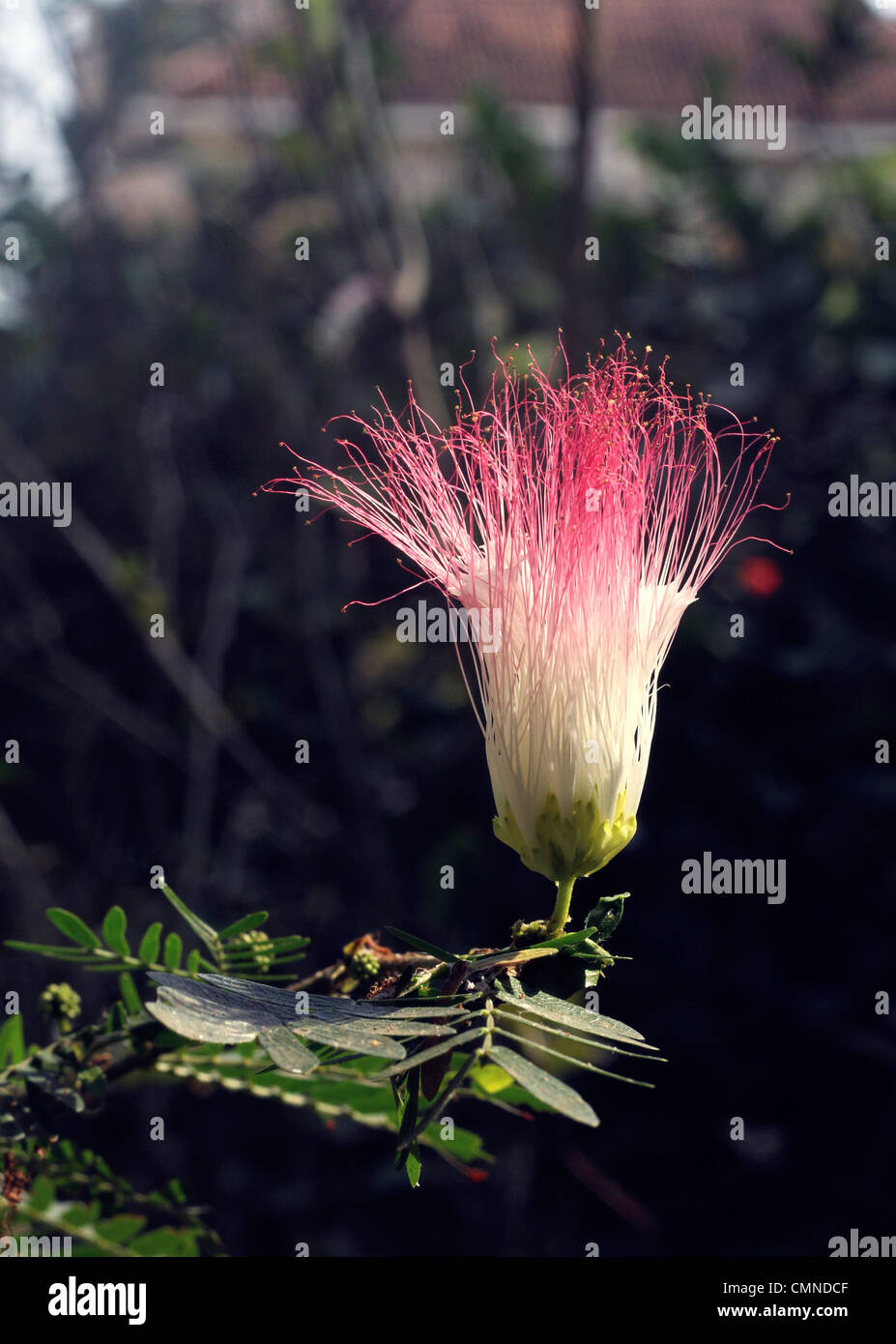 Single leaf shutter hi-res stock photography and images - Alamy