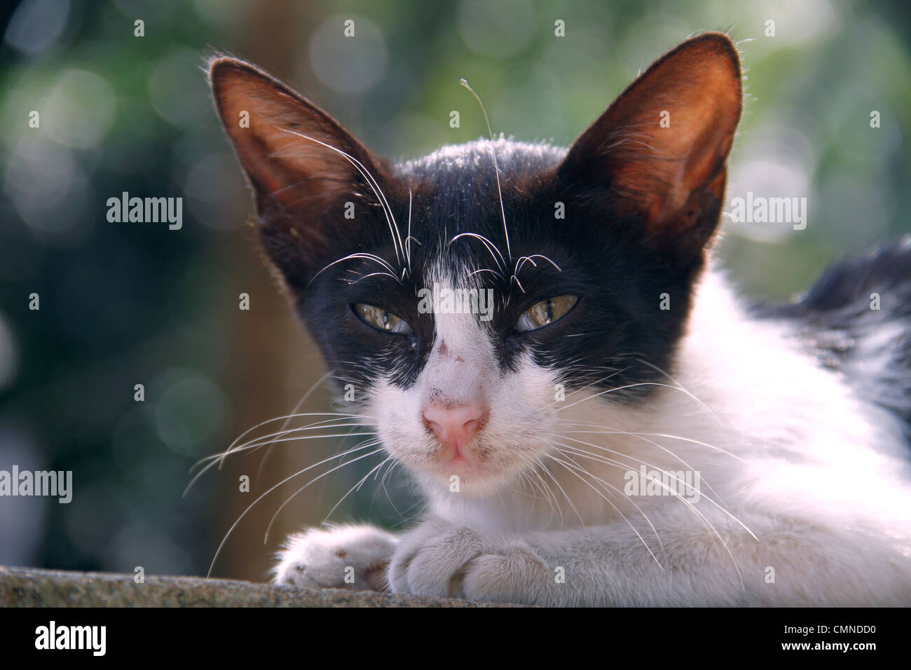Cat reflex hi-res stock photography and images - Alamy