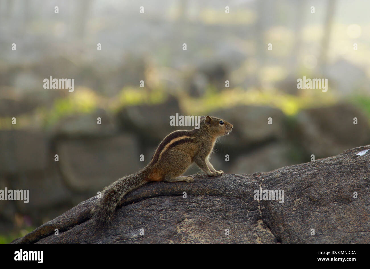 Squeal hi-res stock photography and images - Alamy