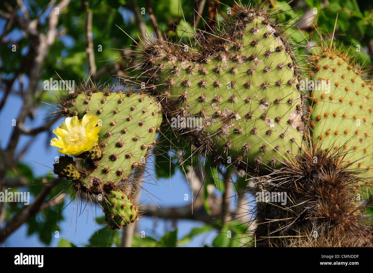 Two heart-shaped paddles of a prickly pear cactus are accented by a ...