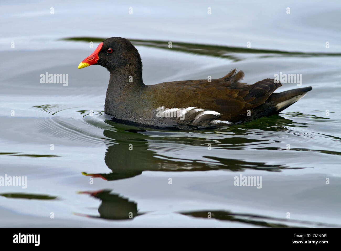 Red and yellow beak hi-res stock photography and images - Alamy