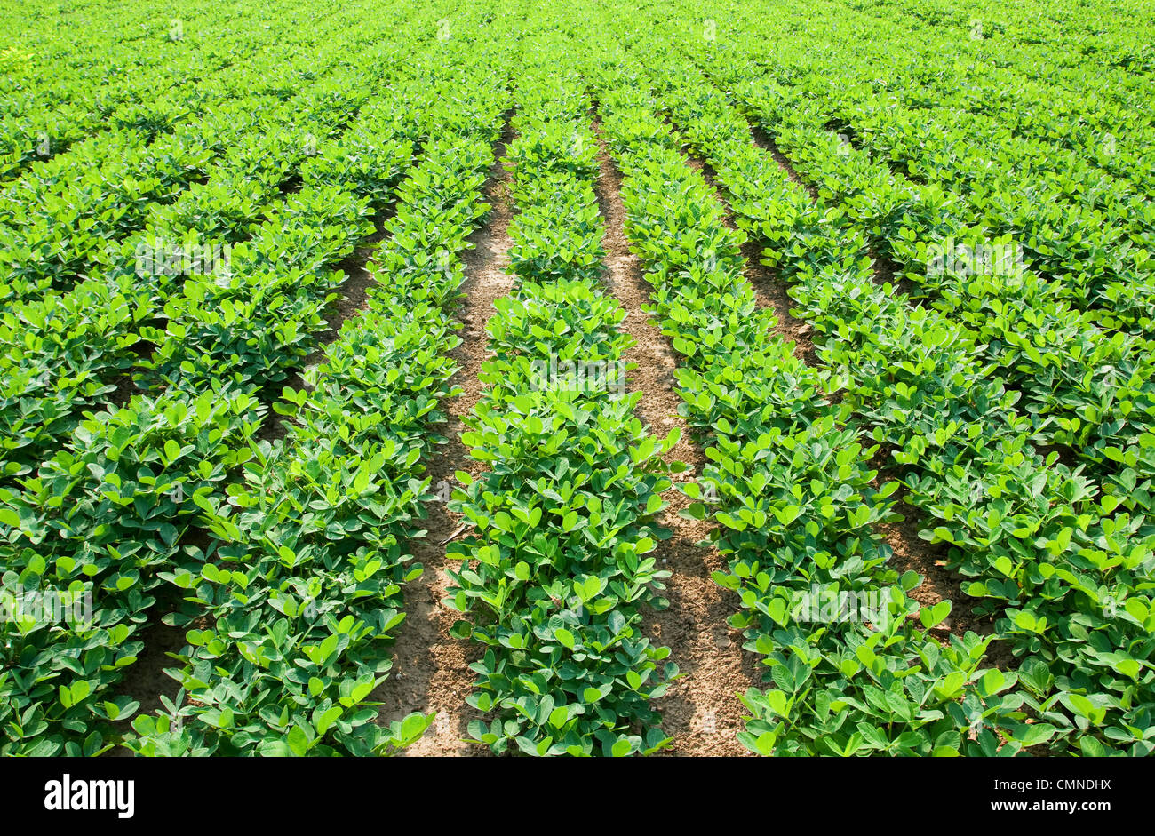 Peanuts fields background Stock Photo - Alamy