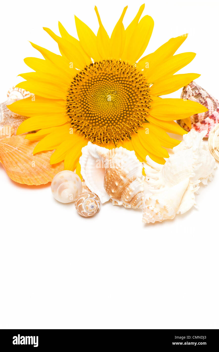 Sunflower and Conch isolated Stock Photo - Alamy
