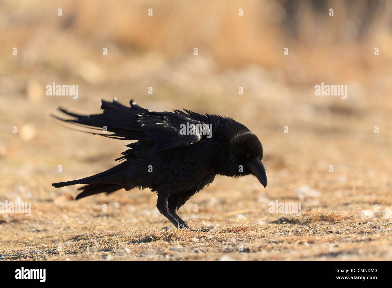 Raven preening hi-res stock photography and images - Alamy
