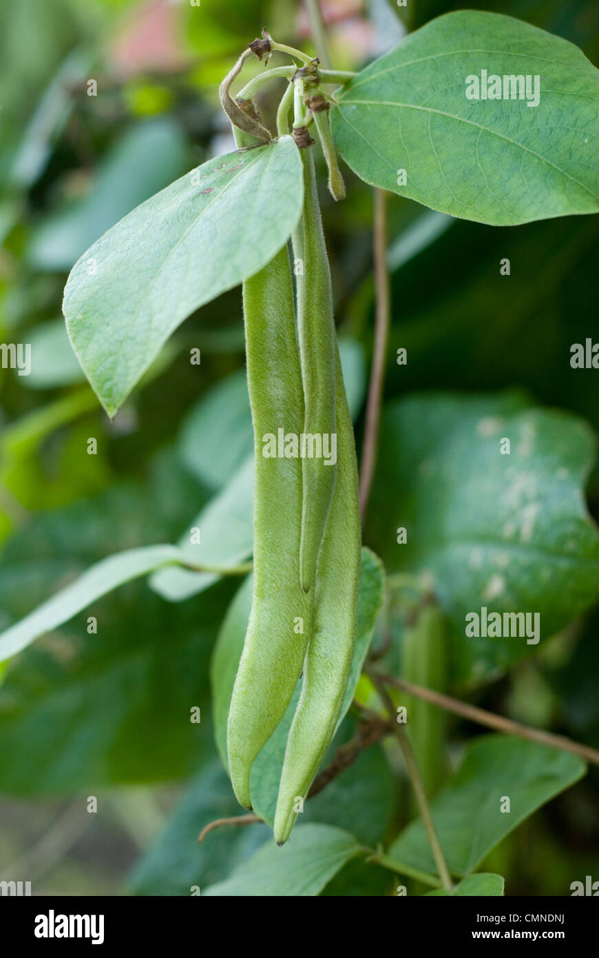 Runner bean phaseolus coccineus pods hi-res stock photography and ...