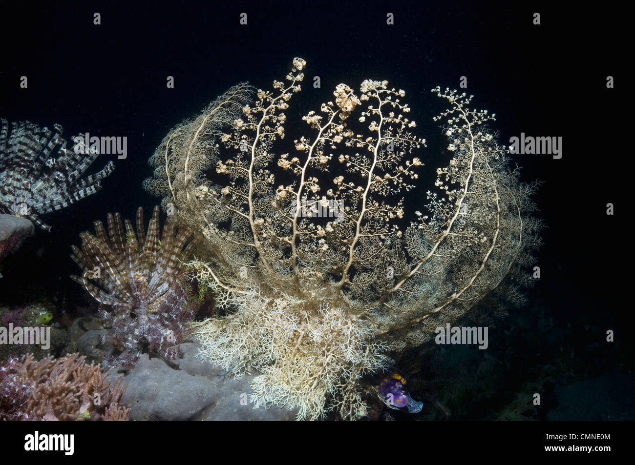 Basket star astroboa nuda hi-res stock photography and images - Alamy
