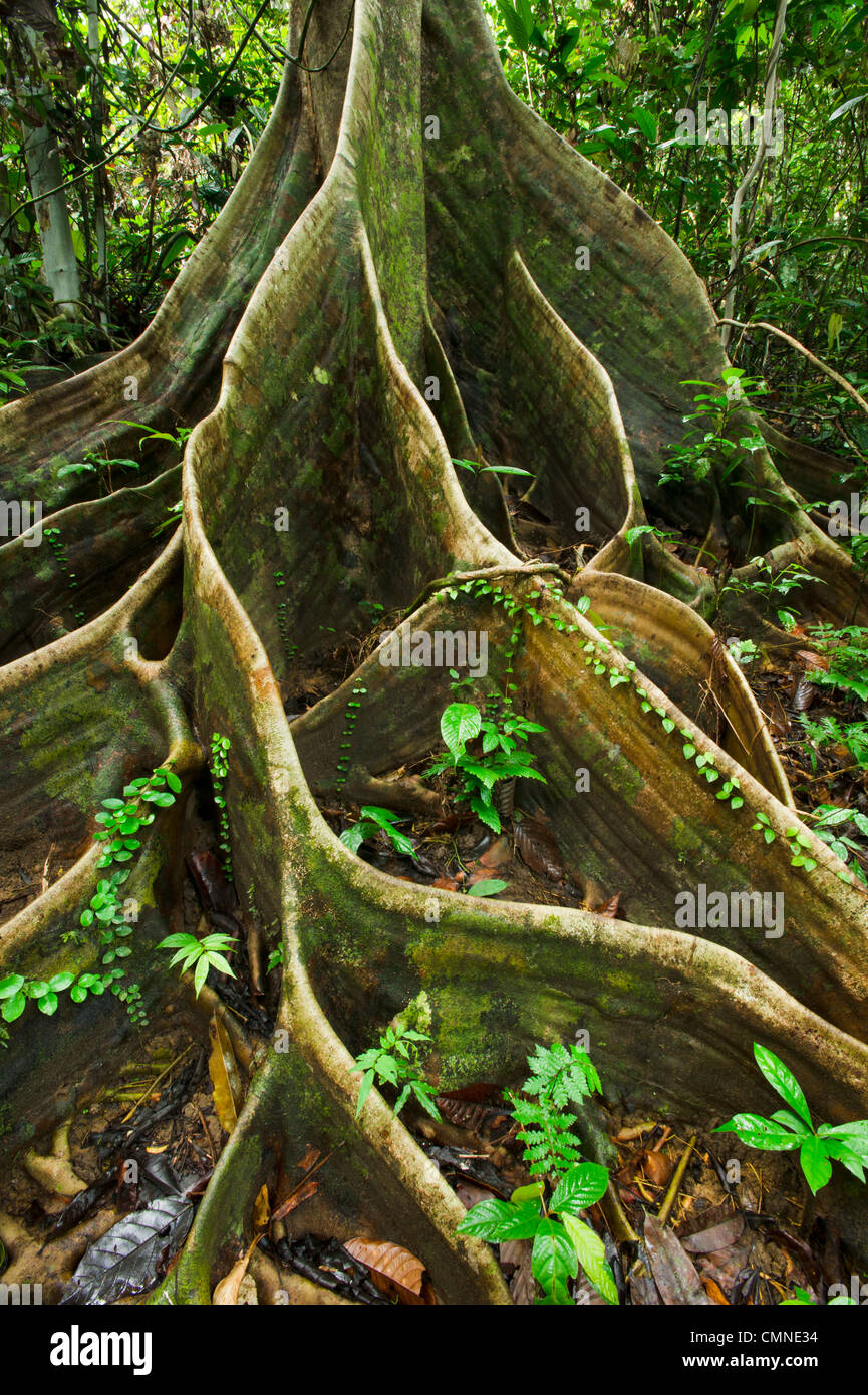Buttress Roots In The Rainforest