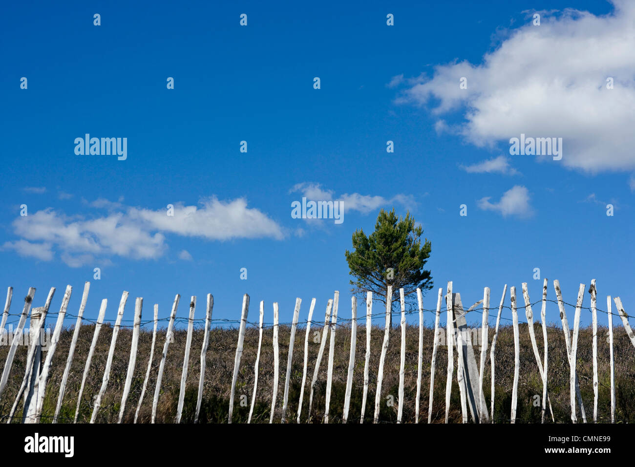 A single tree in a heather moor Scotland Stock Photo - Alamy