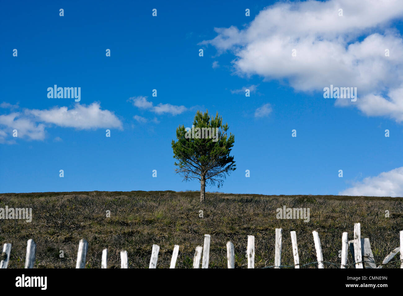 Scottish tree hi-res stock photography and images - Alamy