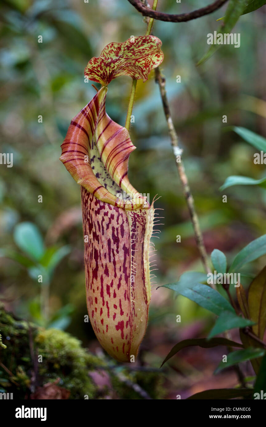 Montane High Resolution Stock Photography and Images - Alamy
