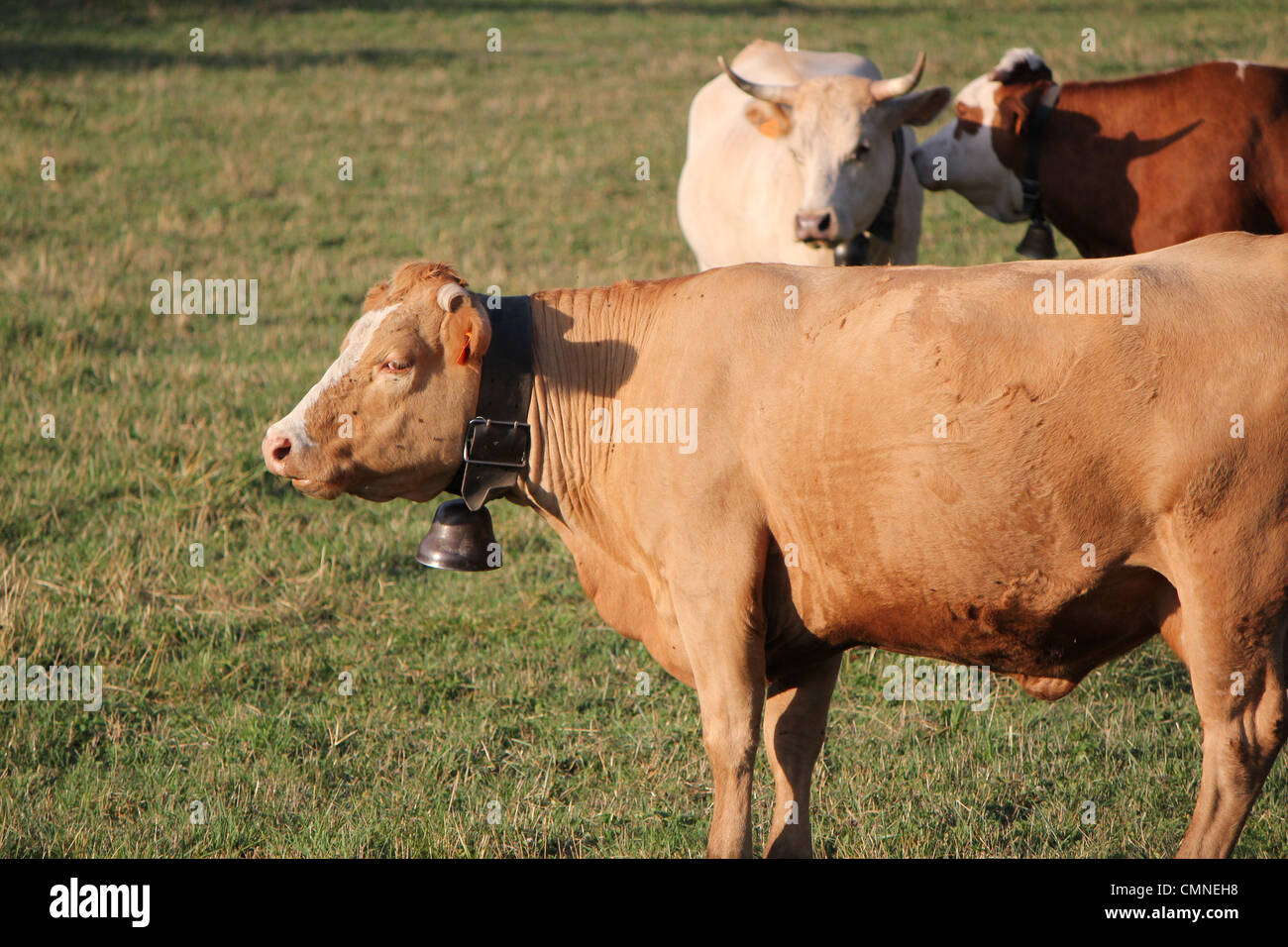 Cow with a bell hi-res stock photography and images - Alamy
