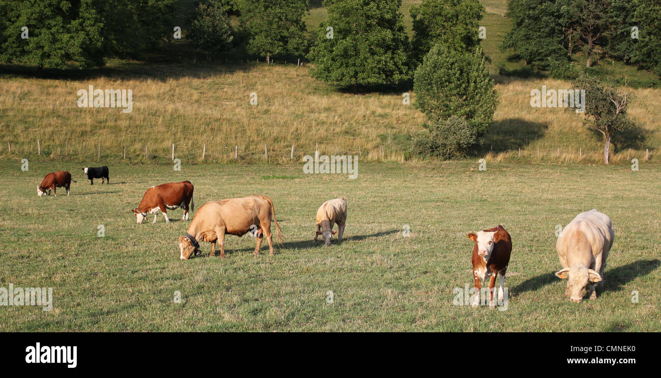 Several cows eating the grass in a field by sunset Stock Photo - Alamy