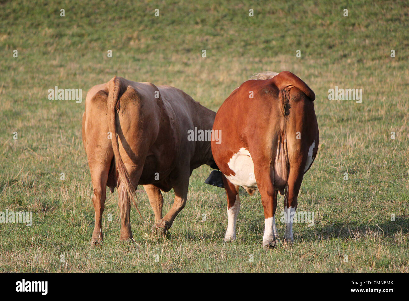 Back of two cows in a meadow by sunset Stock Photo - Alamy