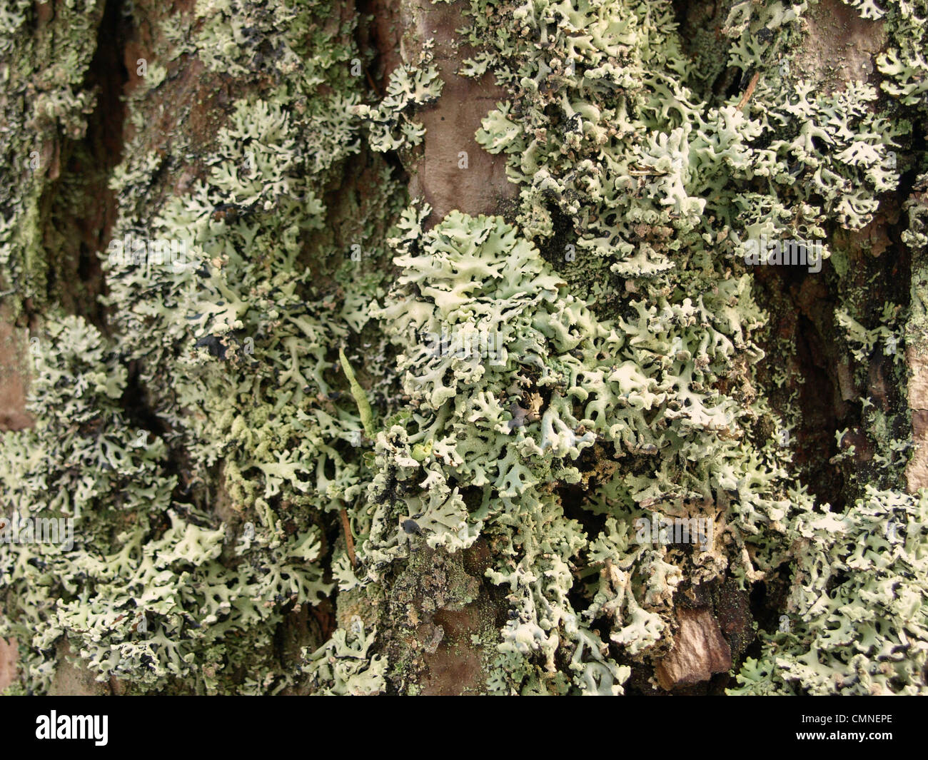 Lichen on pine tree trunk hi-res stock photography and images - Alamy