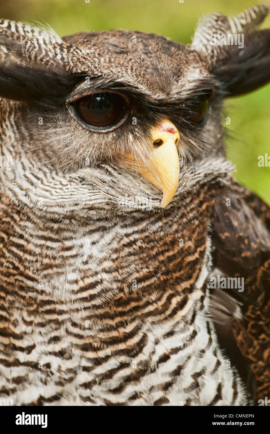 Malay destination hi-res stock photography and images - Alamy