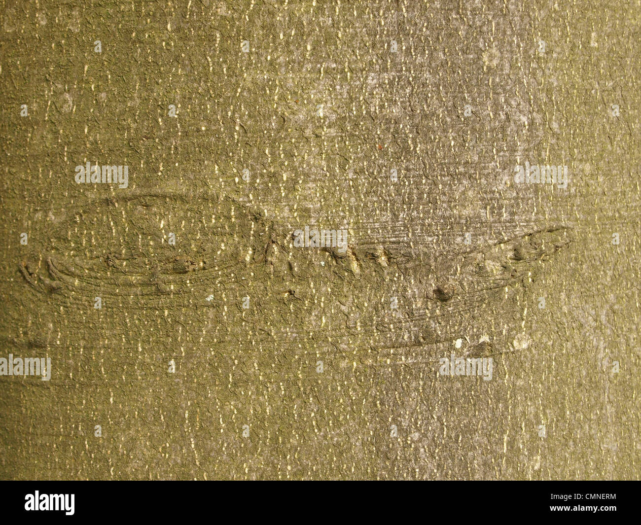 bark from a beech tree / Fagus / Rinde einer Buche Stock Photo - Alamy