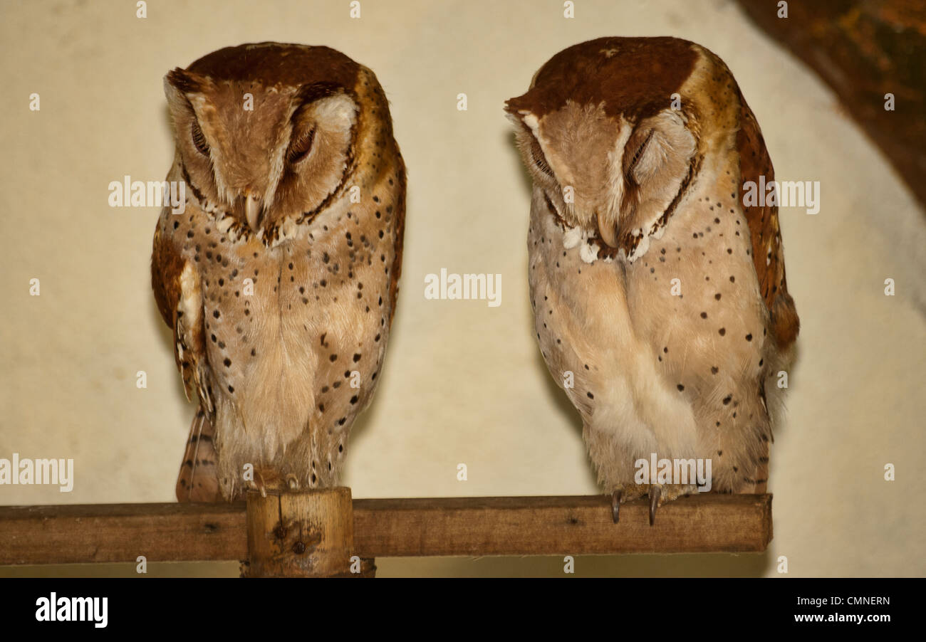Oriental Bay Owls (Phodilus Badius), Malaysia Stock Photo - Alamy