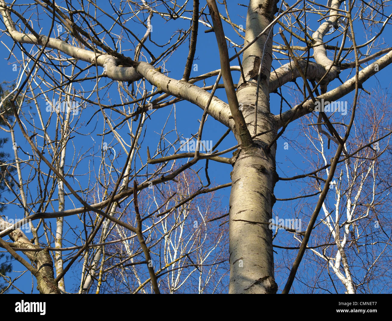 poplar trees in spring / Pappeln im Frühling Stock Photo - Alamy