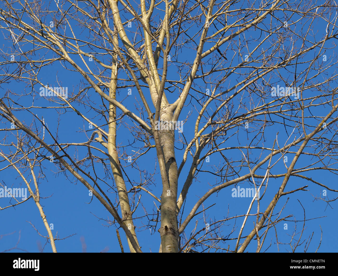 poplar trees in spring / Pappeln im Frühling Stock Photo - Alamy