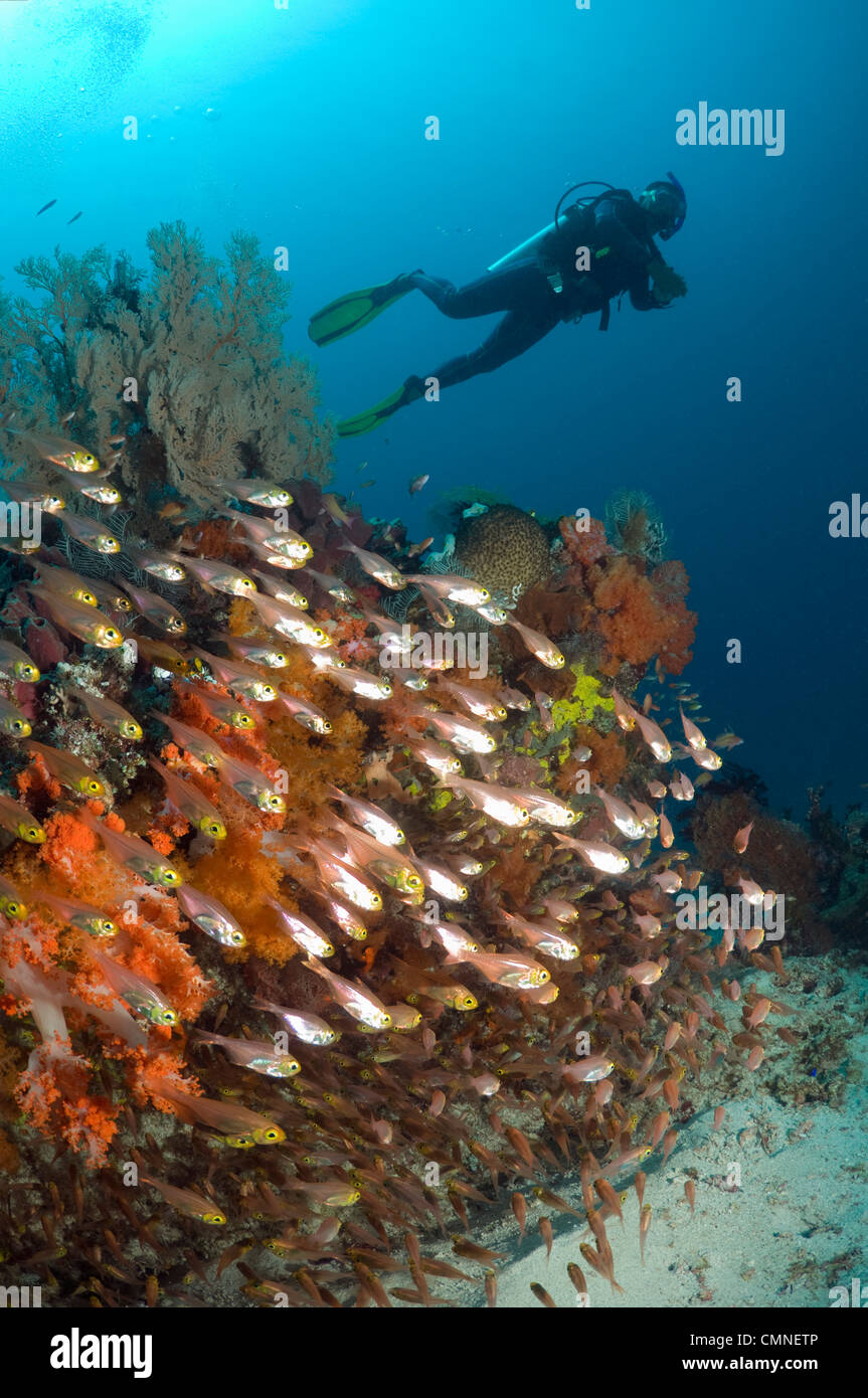 Scuba divers komodo national hi-res stock photography and images - Alamy
