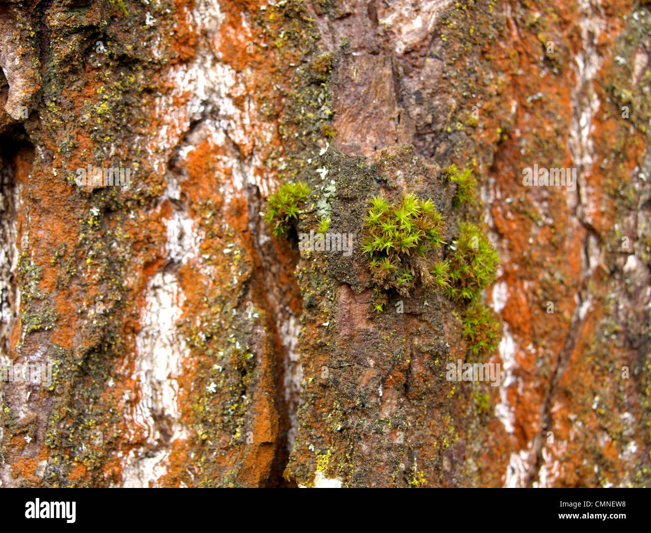 Trunk bark white poplar hi-res stock photography and images - Alamy