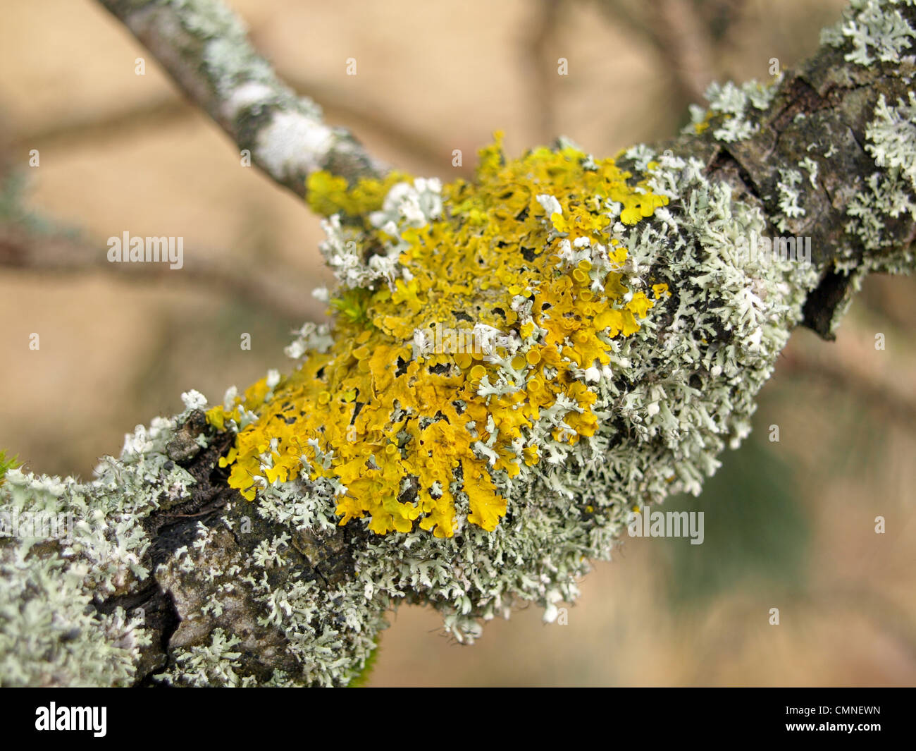 Orange lichen yellow scale hi-res stock photography and images - Alamy
