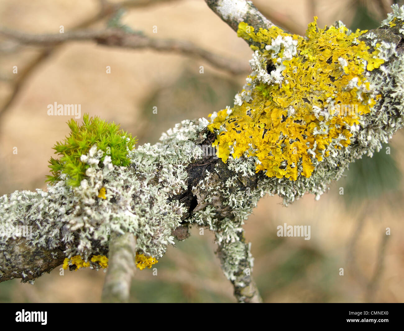 common orange lichen, yellow scale, shore lichen / Xanthoria parietina ...