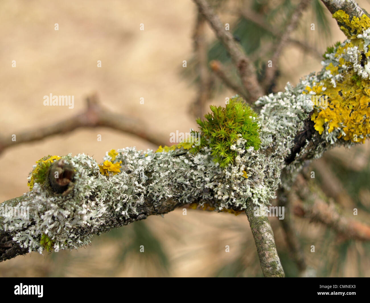 common orange lichen, yellow scale, shore lichen / Xanthoria parietina ...
