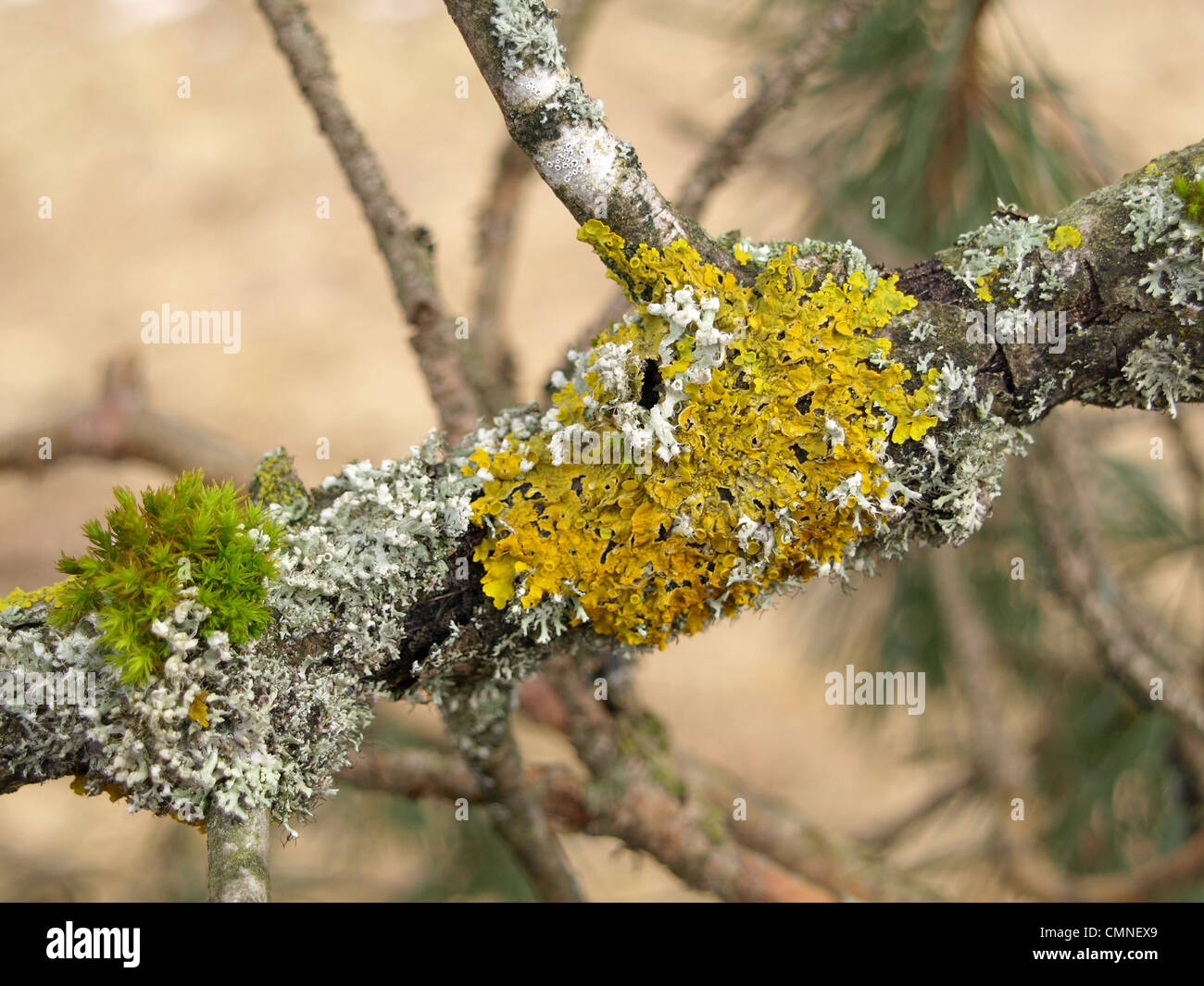common orange lichen, yellow scale, shore lichen / Xanthoria parietina ...