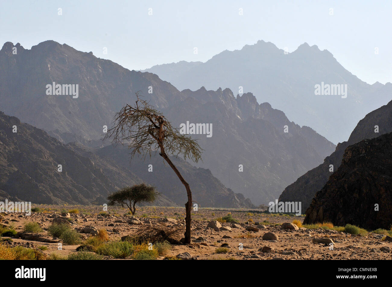 Sinai desert tree hi-res stock photography and images - Alamy