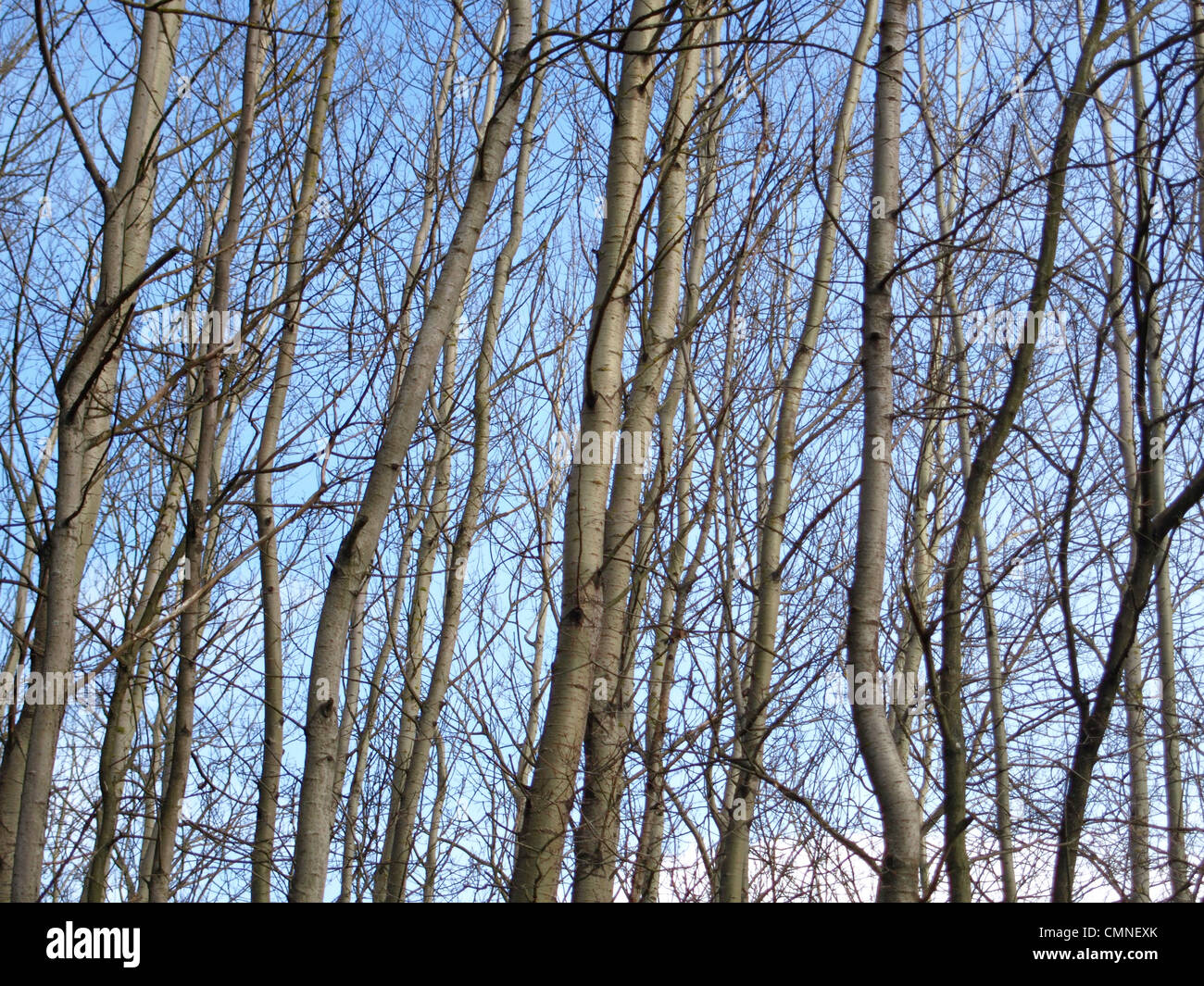 poplar trees in spring / Pappeln im Frühling Stock Photo - Alamy