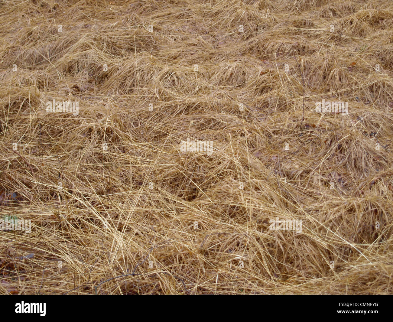 long grass, meadow, grassland in winter / Wiese mir langem Gras im ...