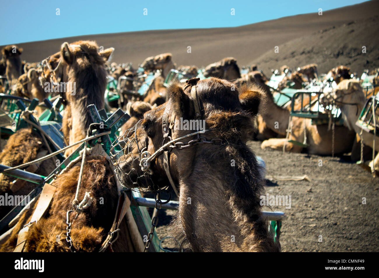 Camels Long Neck High Resolution Stock Photography and Images - Alamy