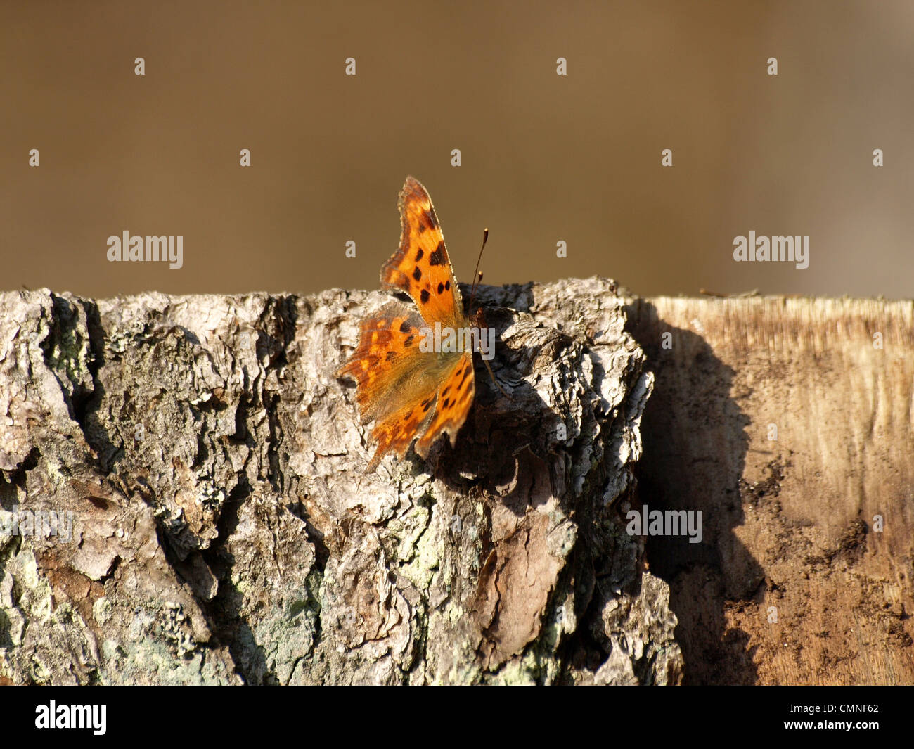 Comma butterfly / Polygonia c-album / C-Falter Stock Photo - Alamy