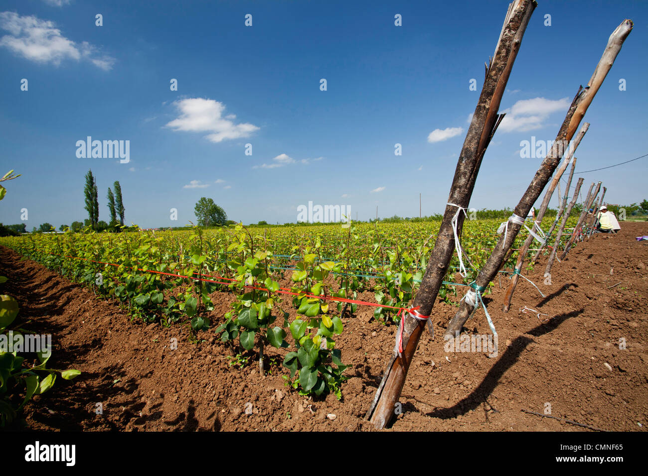 Verioa young pear trees lined up at a plantation Stock Photo - Alamy