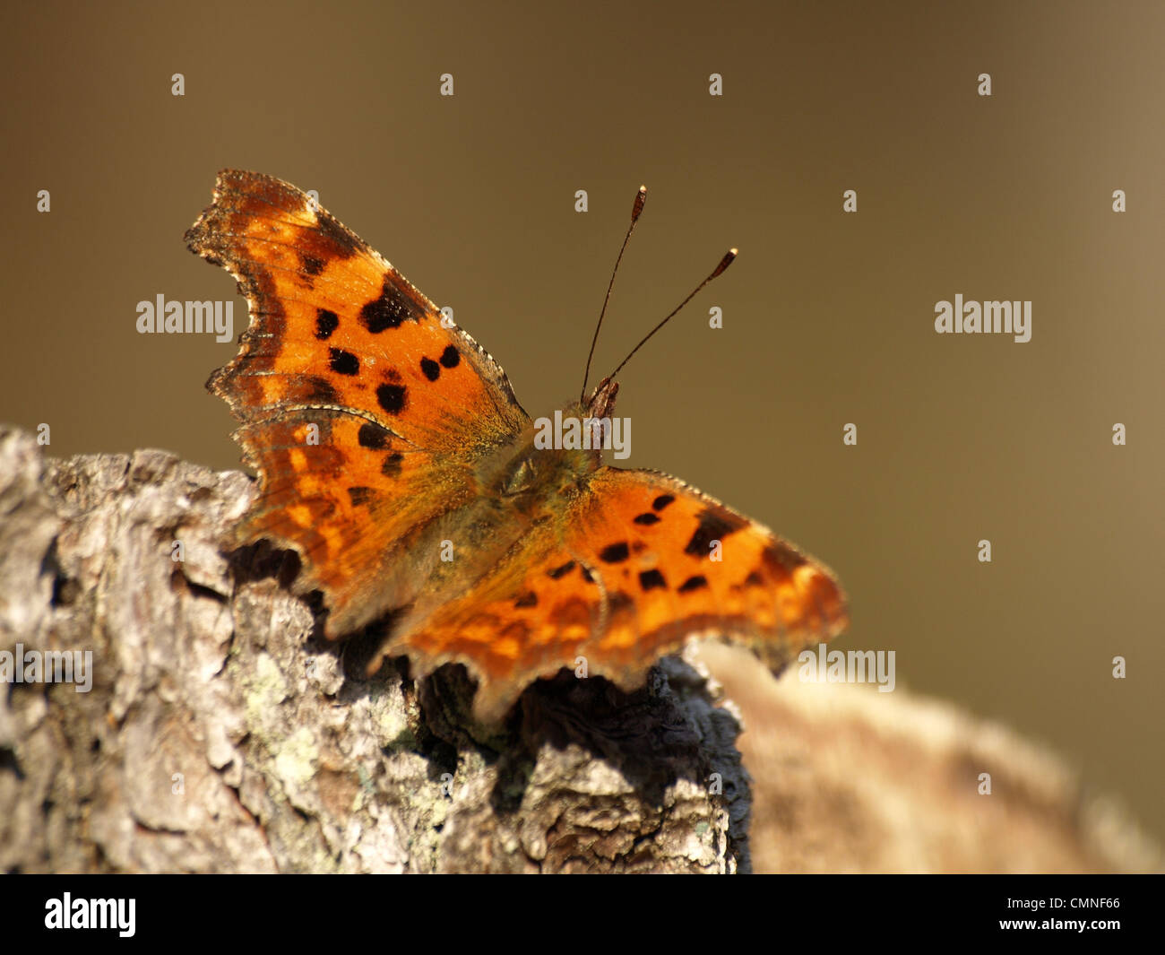 Comma butterfly / Polygonia c-album / C-Falter Stock Photo - Alamy