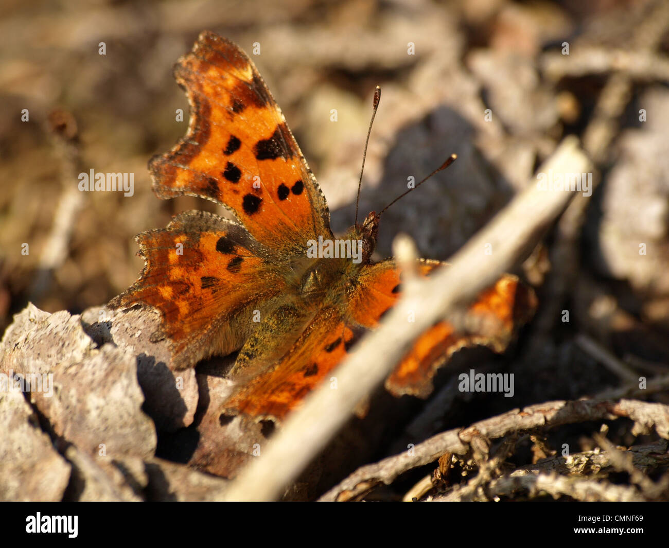 Butterfly insect butterflies hi-res stock photography and images - Alamy