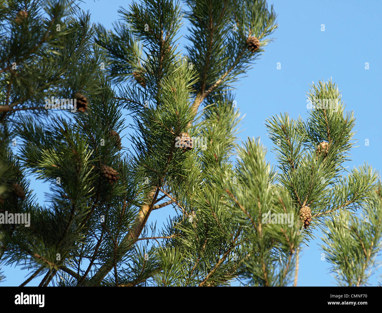Pine, fir / Pinus / Kiefer Stock Photo - Alamy